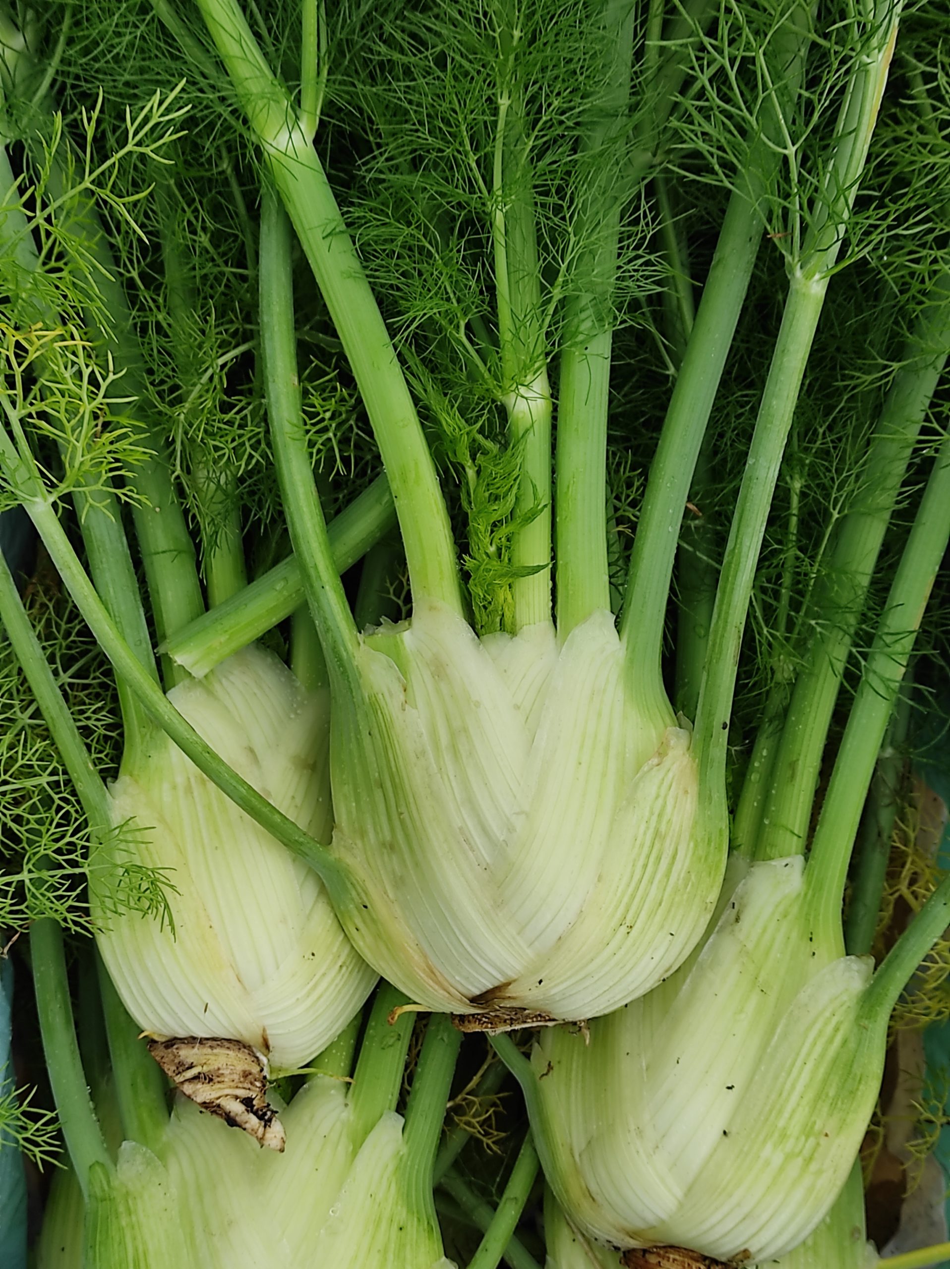 Fenouil (pièce) - La Ferme des Buis