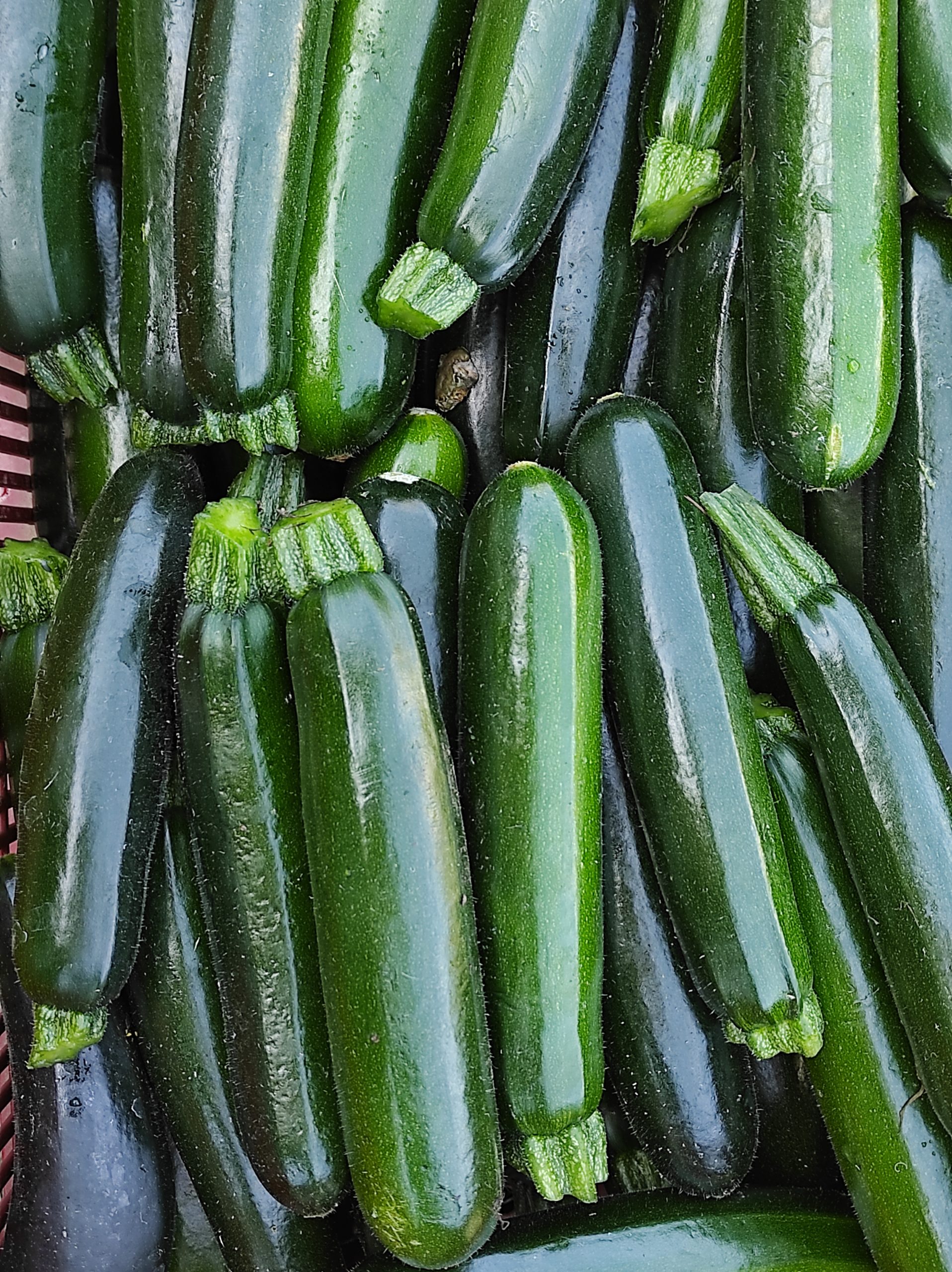 Courgettes (500g) - La Ferme des Buis